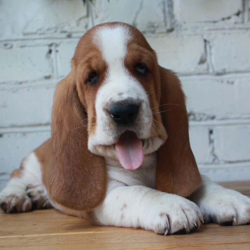 Щенки бассет хаунд