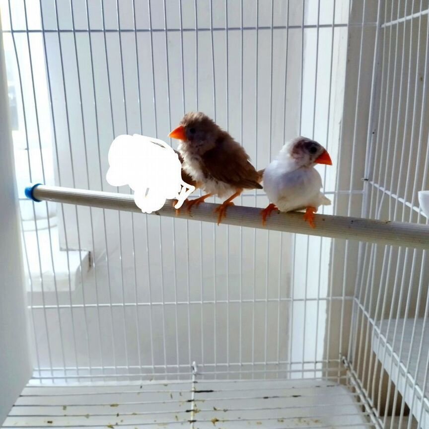 Зебровые амадины