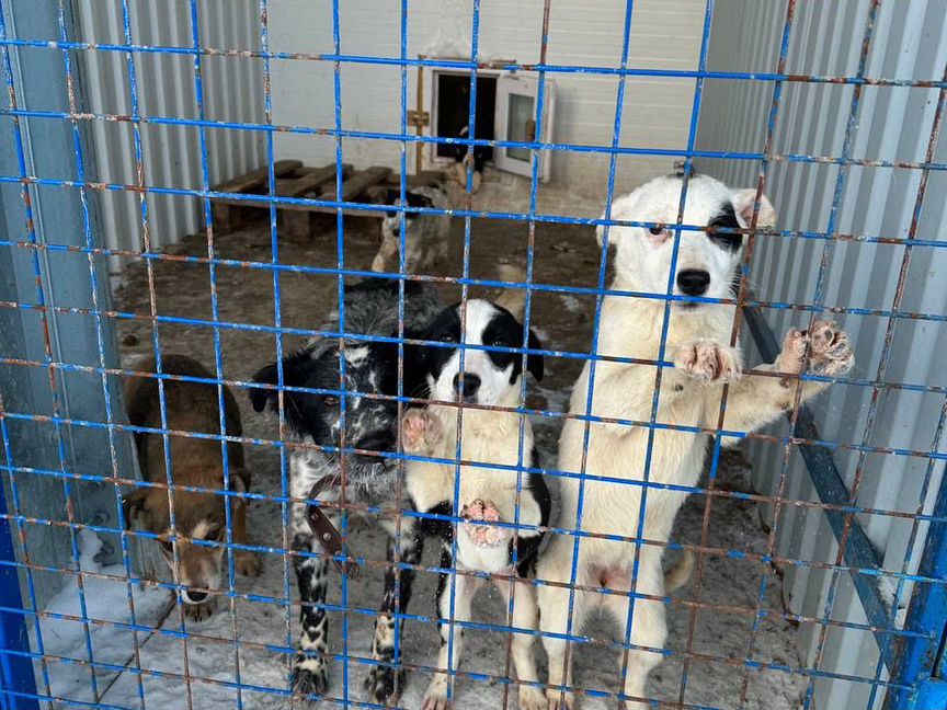 Метисов спаниеля отдали в отлов. Нужен дом