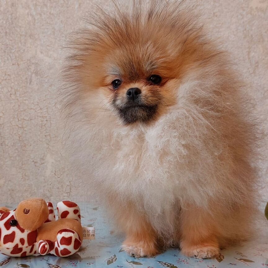 Померанский шпиц, щенок