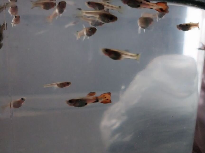 Аквариумные рыбки