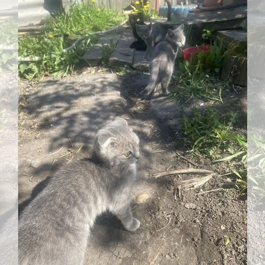 Британский короткошёрстный котёнок