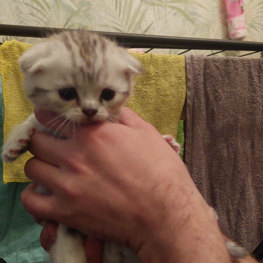 Шотландская