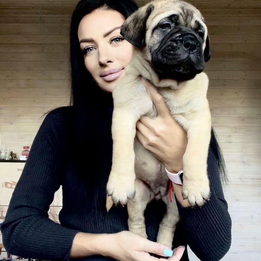 Бульмастиф