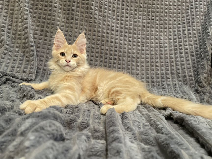 Мейн-кун кремовый мальчик