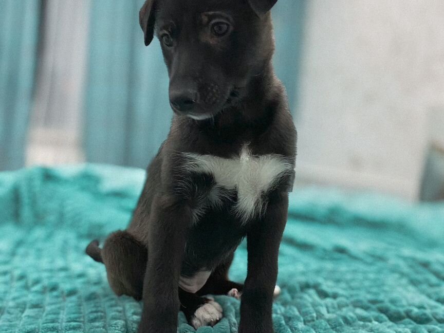 Щенок-девочка 2,5 месяца