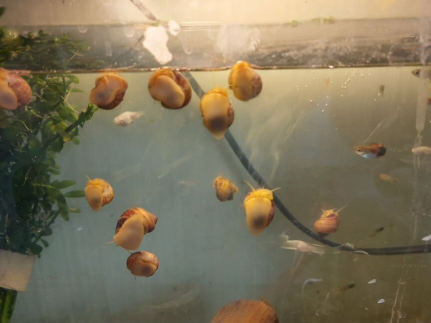 Улитки ампулярии