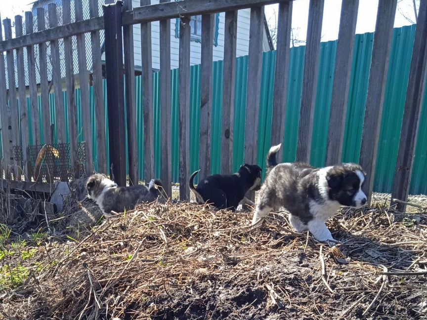 Щенки ищут дом