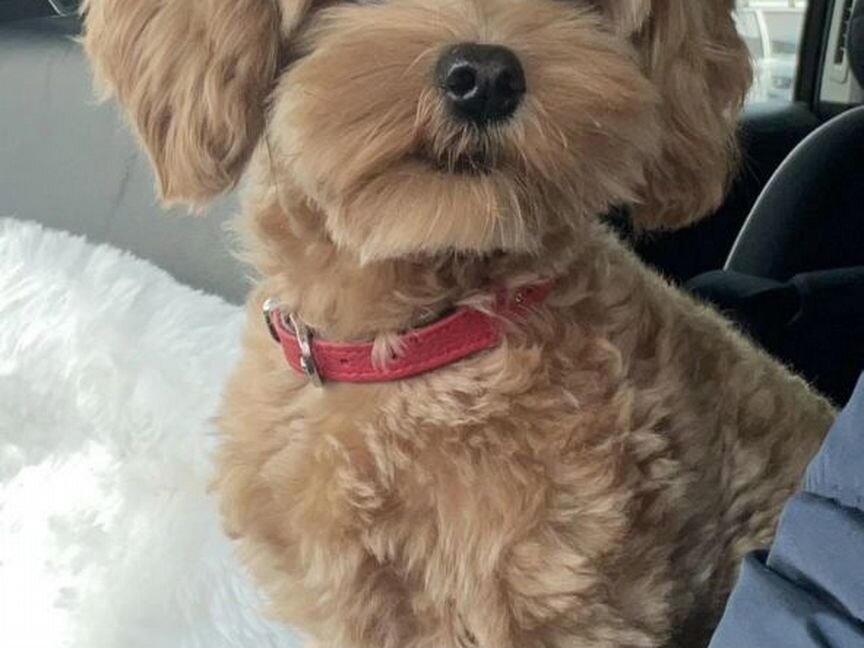 Мальтипу ф1