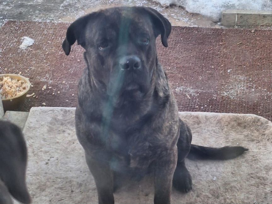 Собака в добрые руки отдам бесплатно