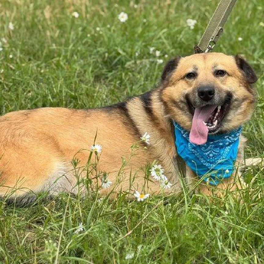 Взрослая собака в добрые руки