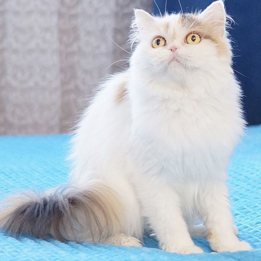 Шотландская красавица