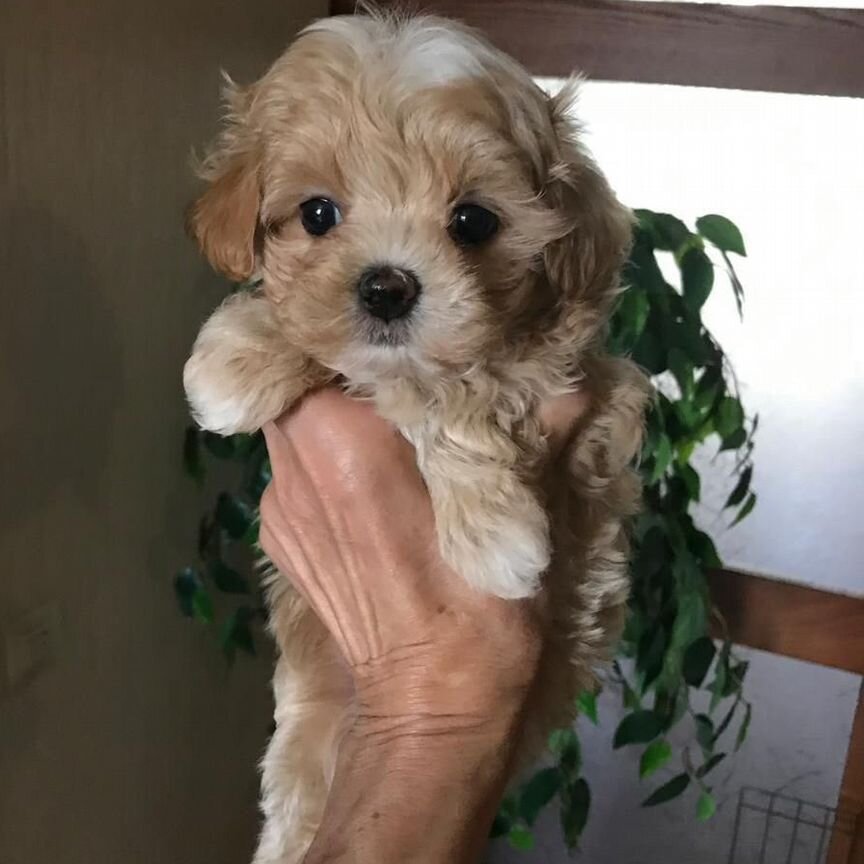 Мальтипу, щенок