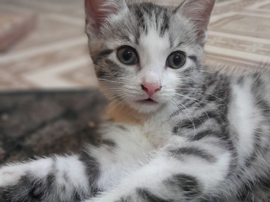 Чистокровный дворянин