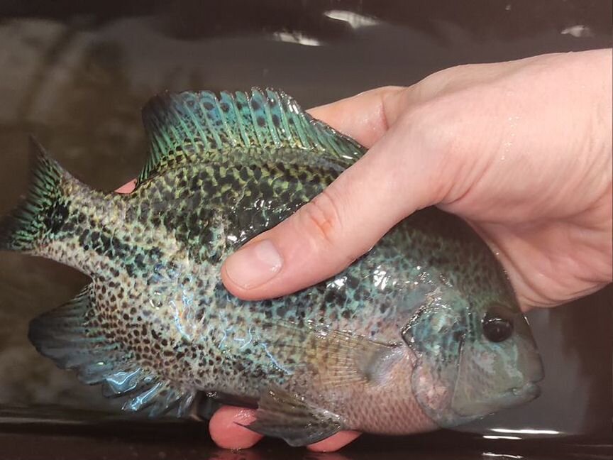 Вьеха красногорлая (макуликауда)