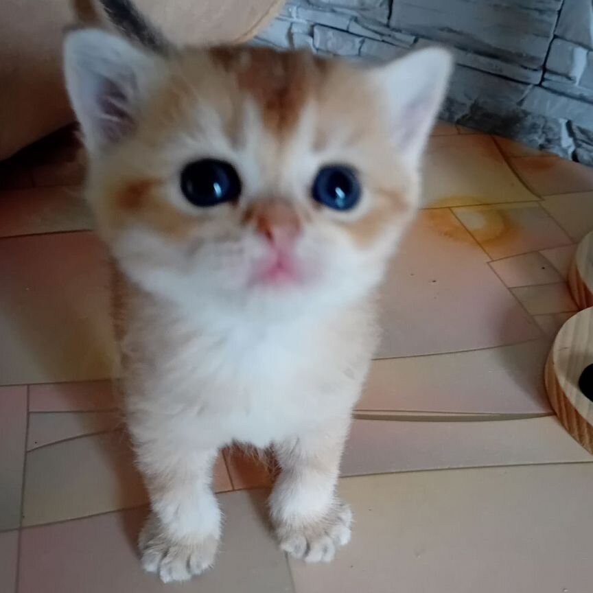 Манчкин котёнок