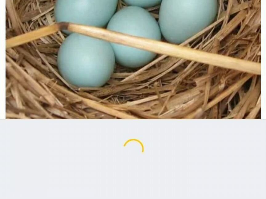 Инкубационное яйцо лакеданзи