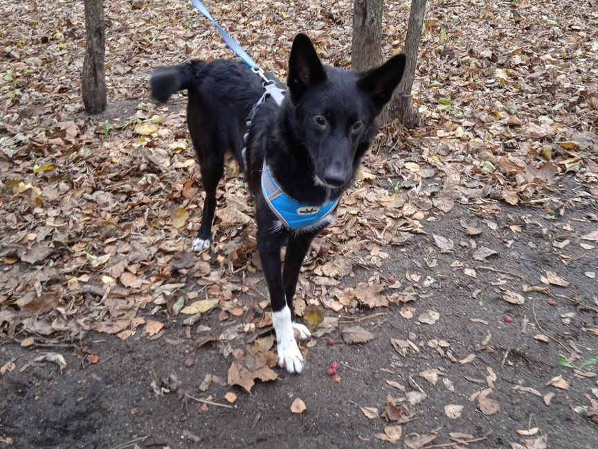 Метис лайки в добрые руки