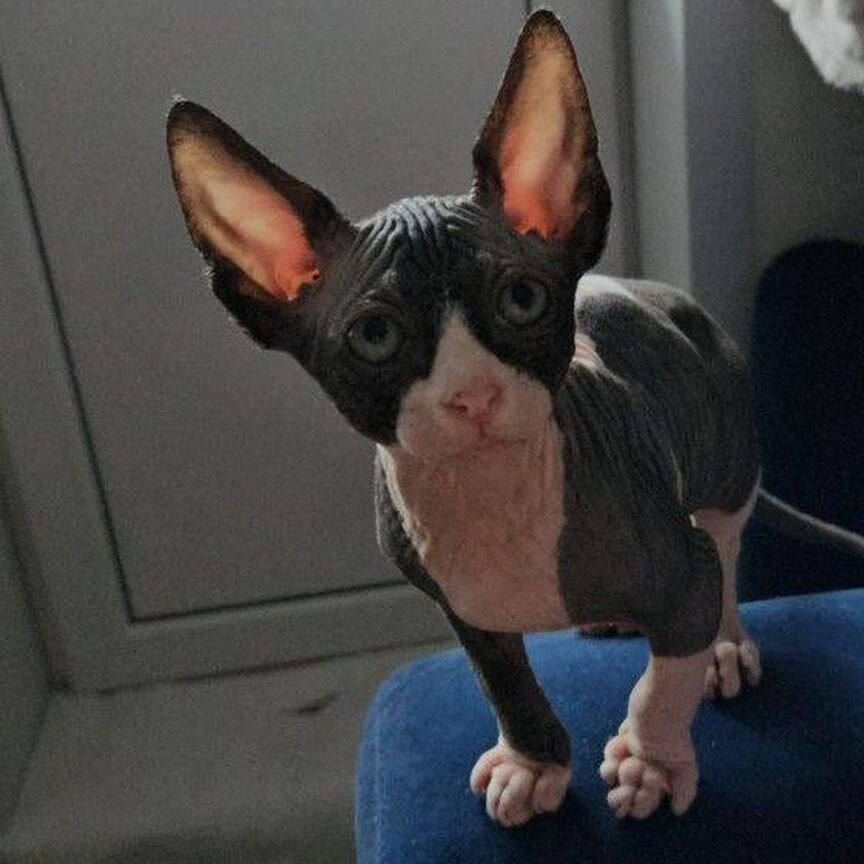 Котенок-сфинкс
