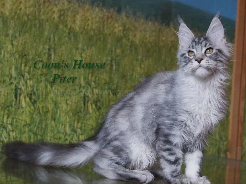 Серебряный котик мейн-кун