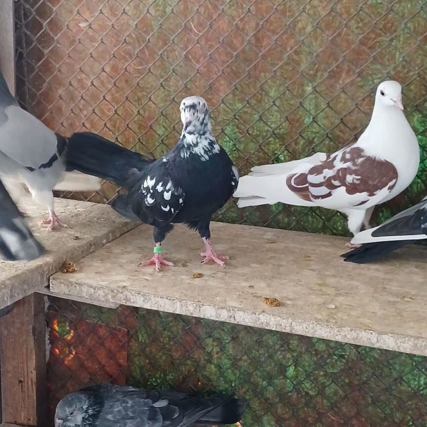 Голуби свердловцы