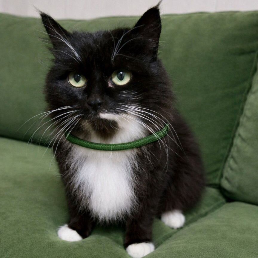 Взрослая, кошка в добрые руки