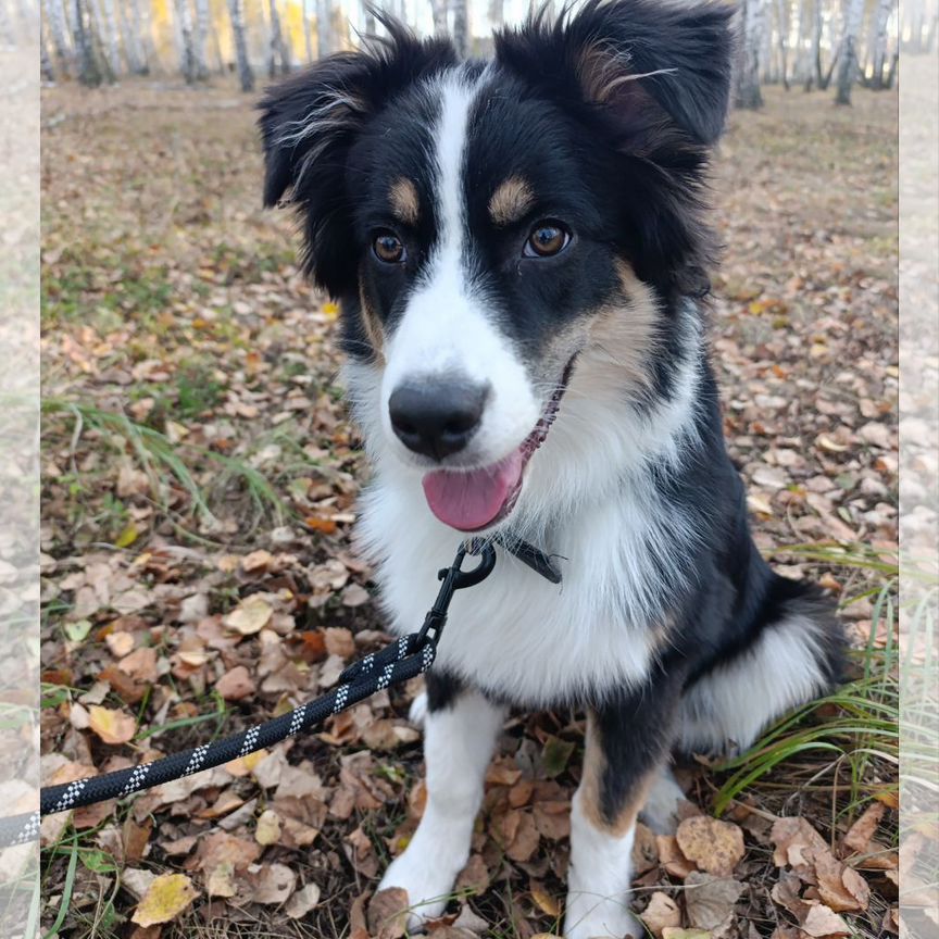 Австралийская овчарка, взрослый пёс