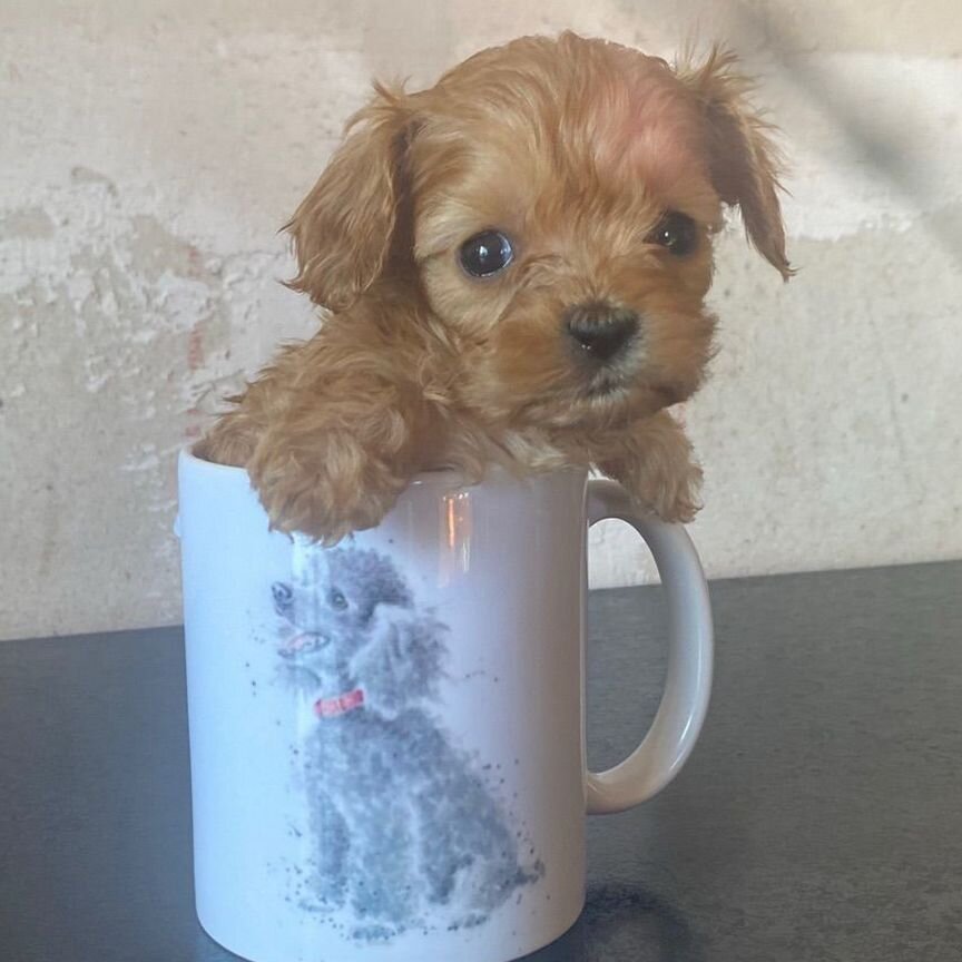 Той-пудель, щенок