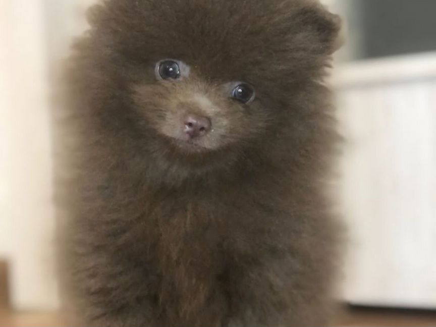 Лиловый мишка шпиц