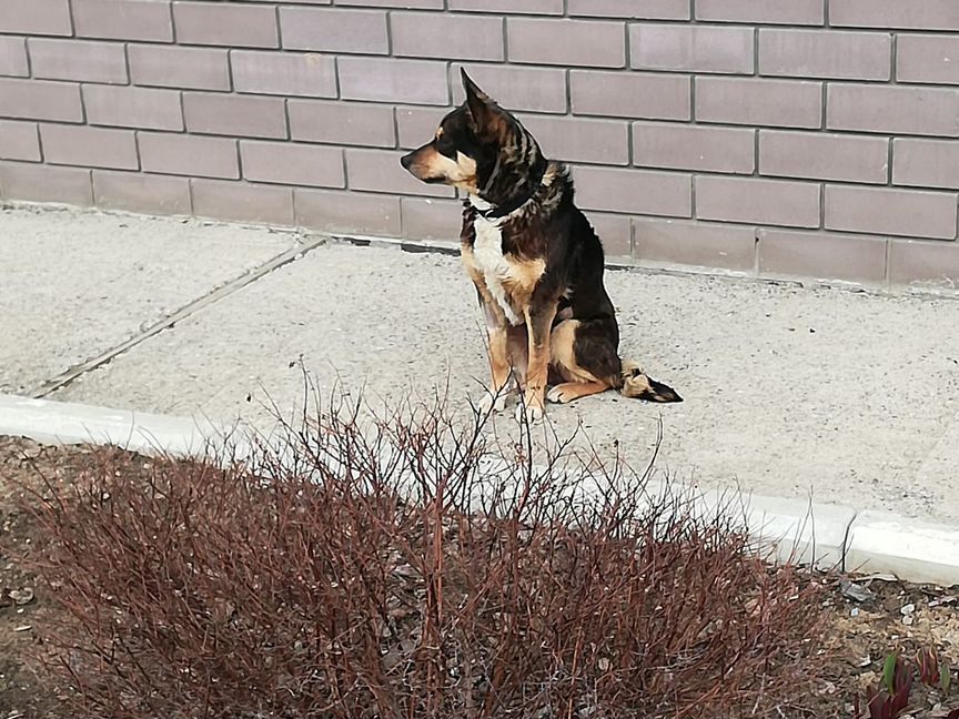 Миниатюрная Бусинка в поисках дома