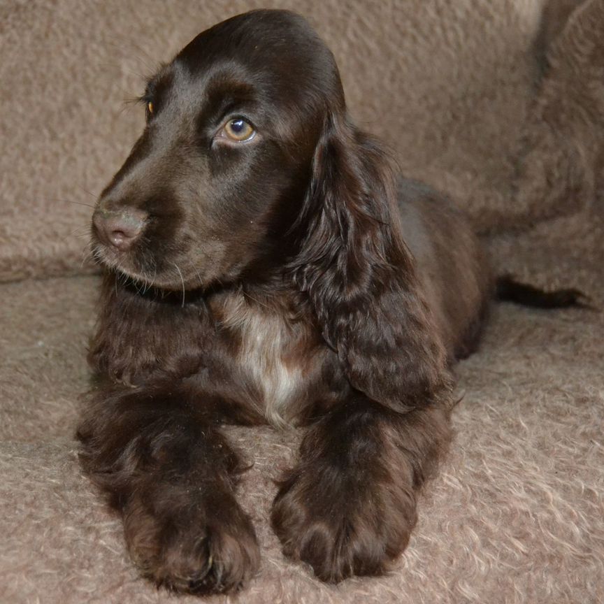 Английского кокер спаниеля щенки