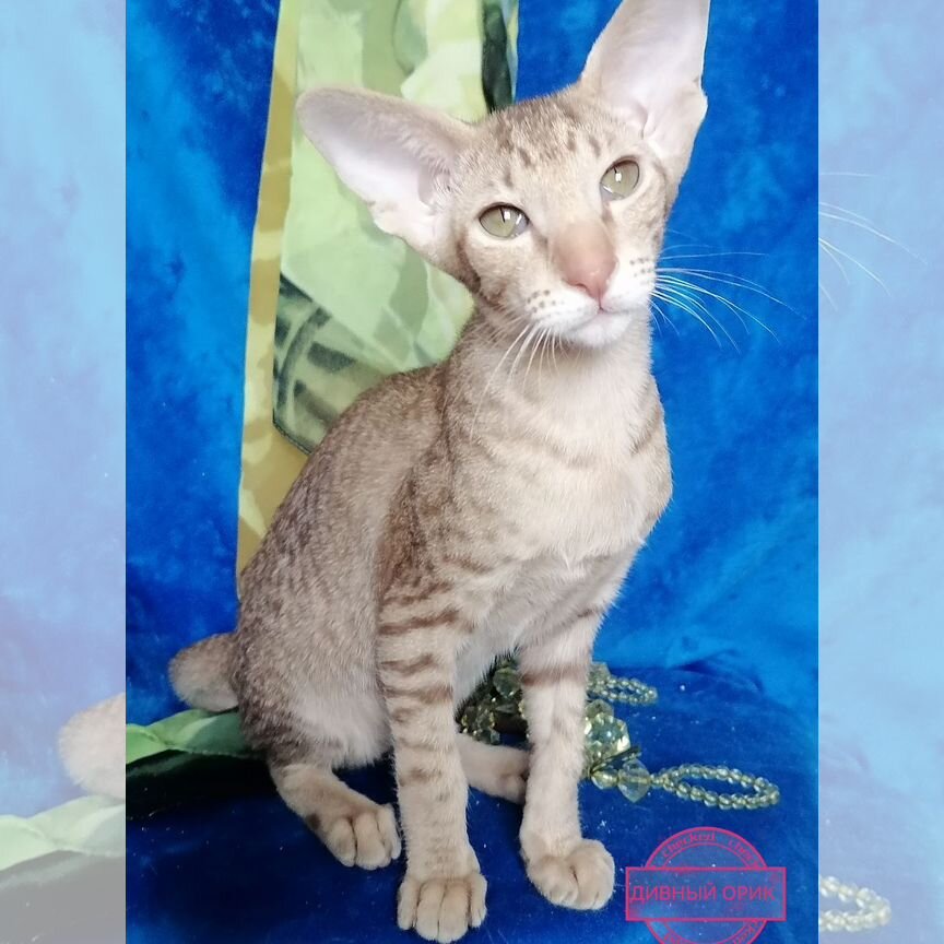 Ориентальный котёнок