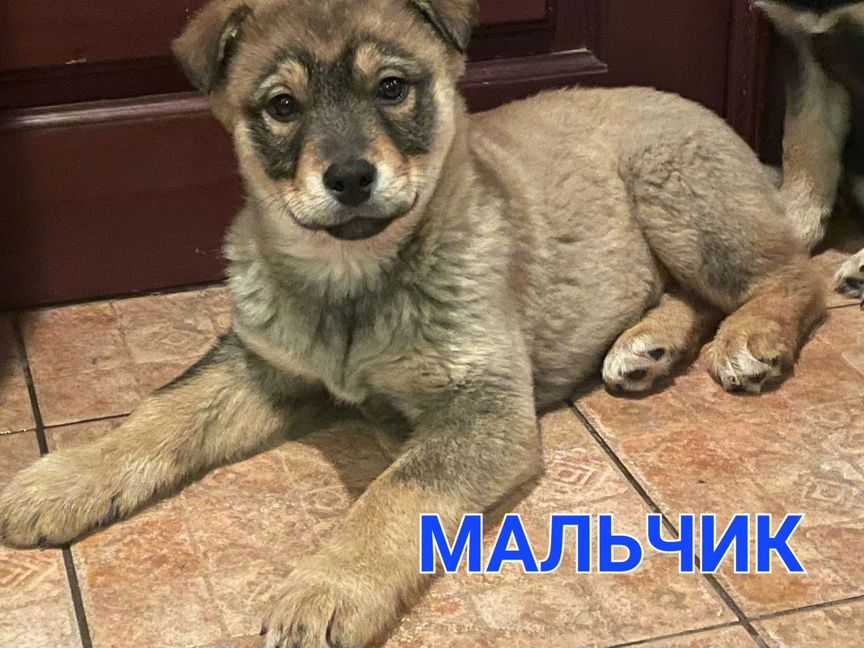 Щеночки ищут дом