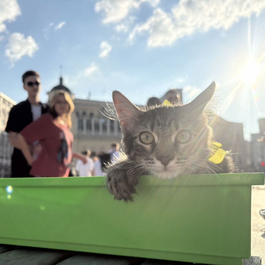 Котенок