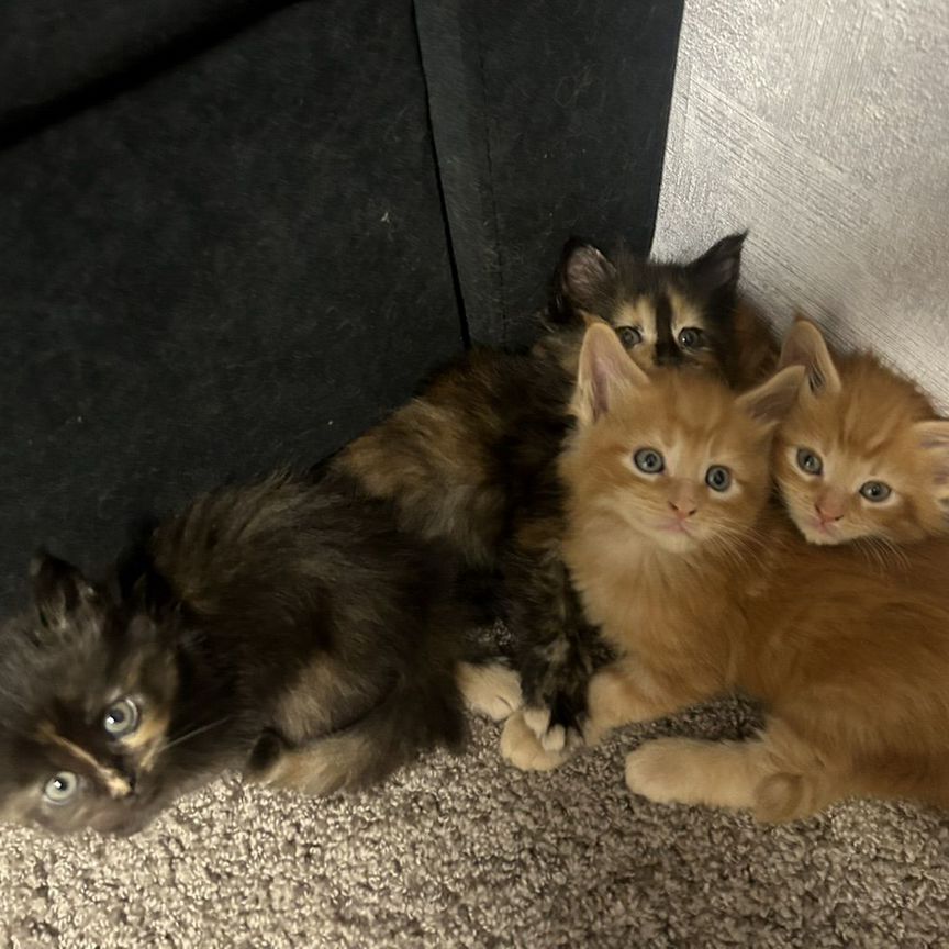 Мейн-кун котёнок