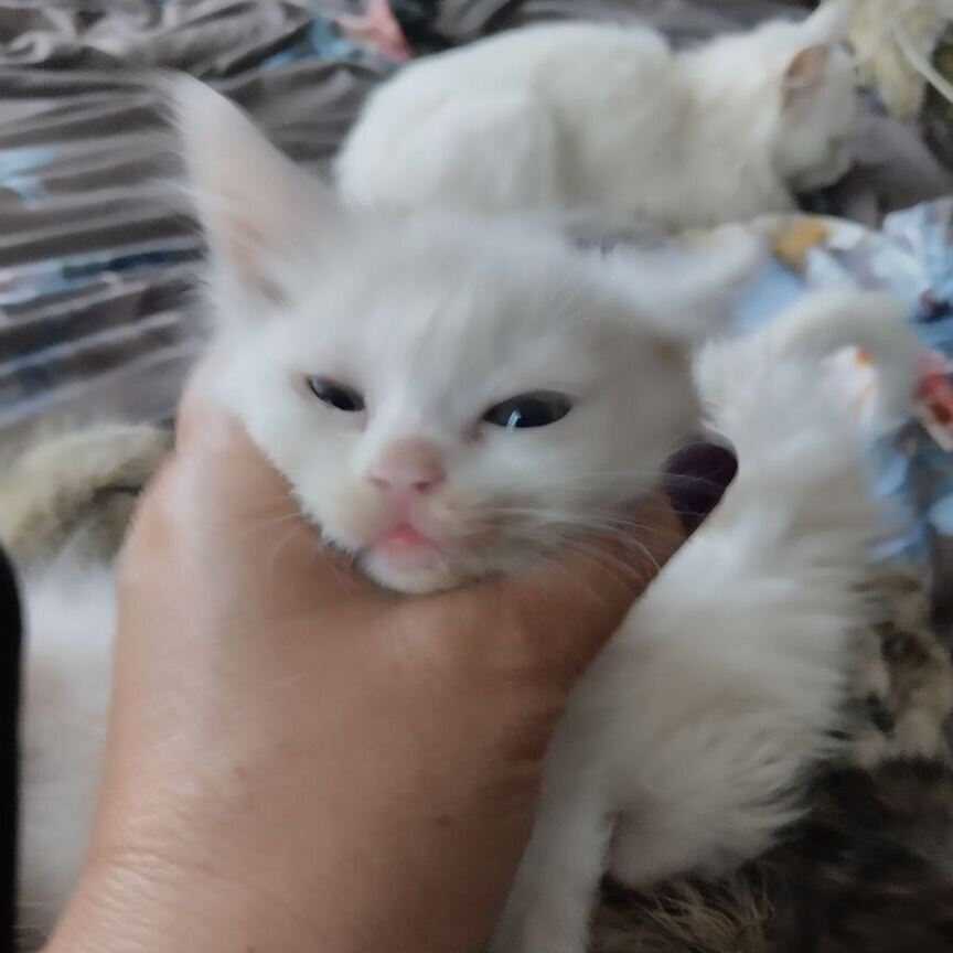 Белые, голубоглазые котята