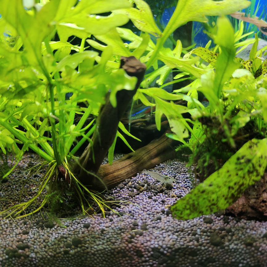 Рыбки неоны, креветки