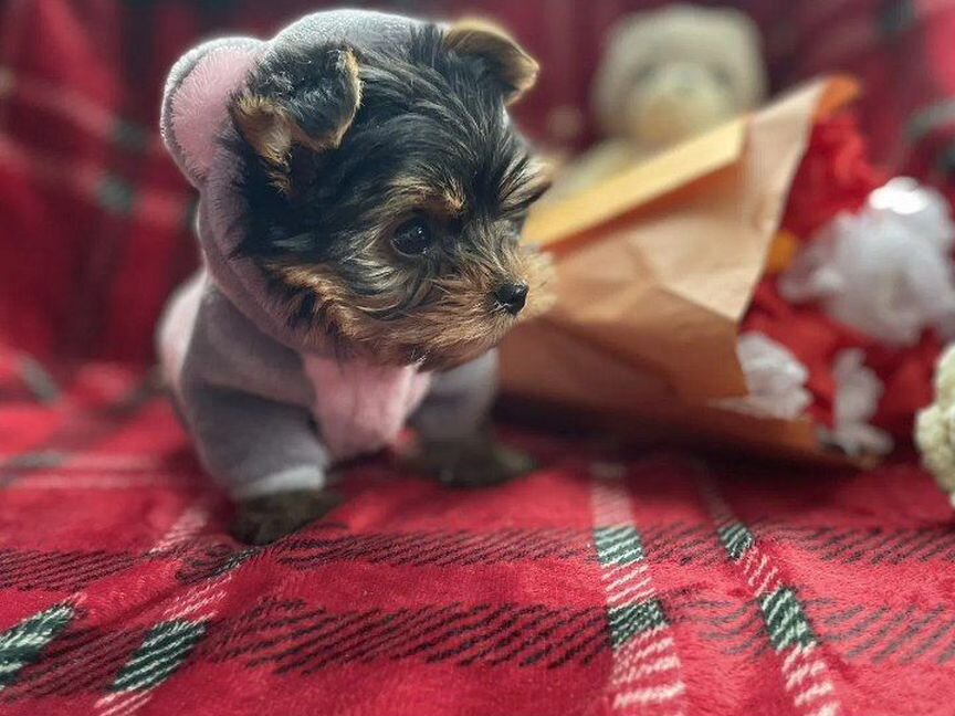 Йоркширский терьер мини мальчик