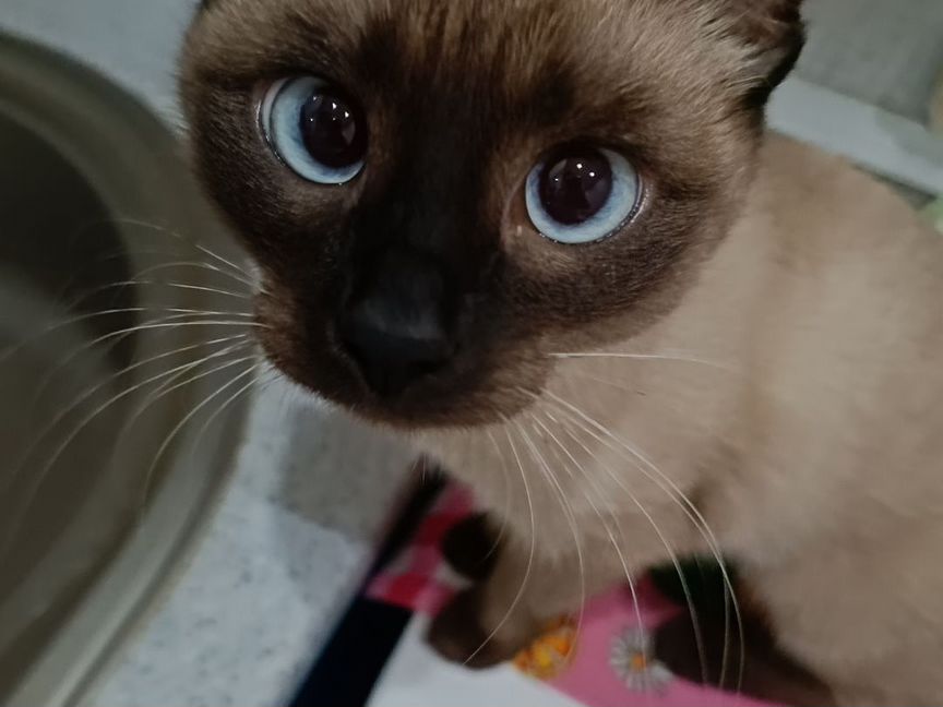 Кошечка в добрые руки