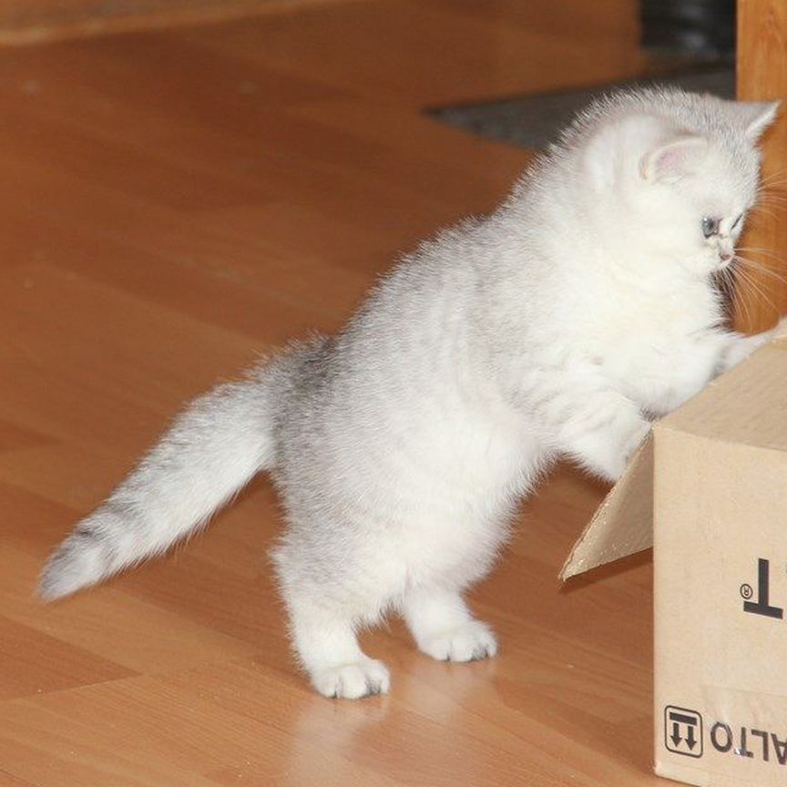 Британские котята