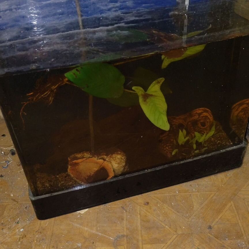 Акантофтальмусы