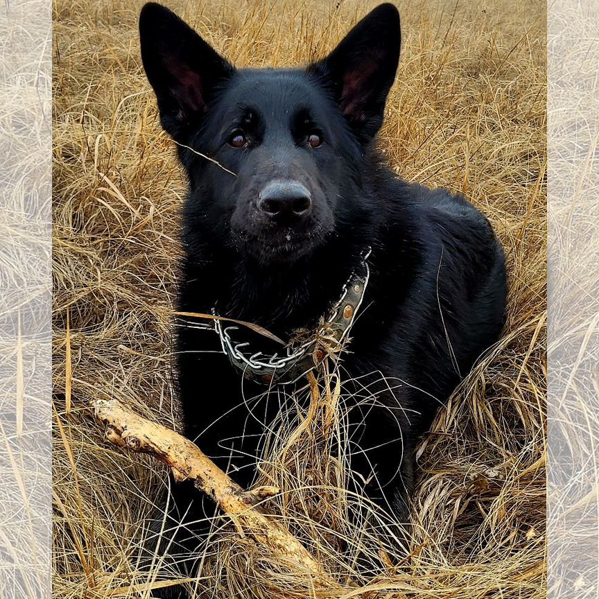 Немецкая овчарка вязка кобель