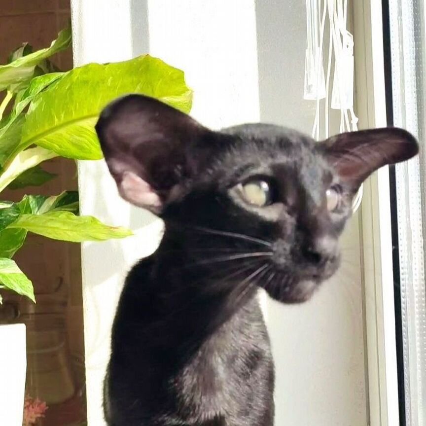 Ориентальные котята экстрим