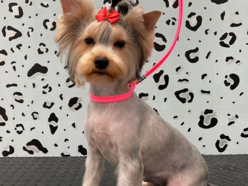 Йоркширский терьер щенки девочки, мальчики