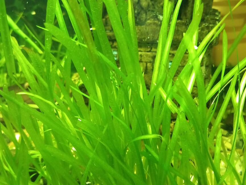 Аквариумные растения прополка