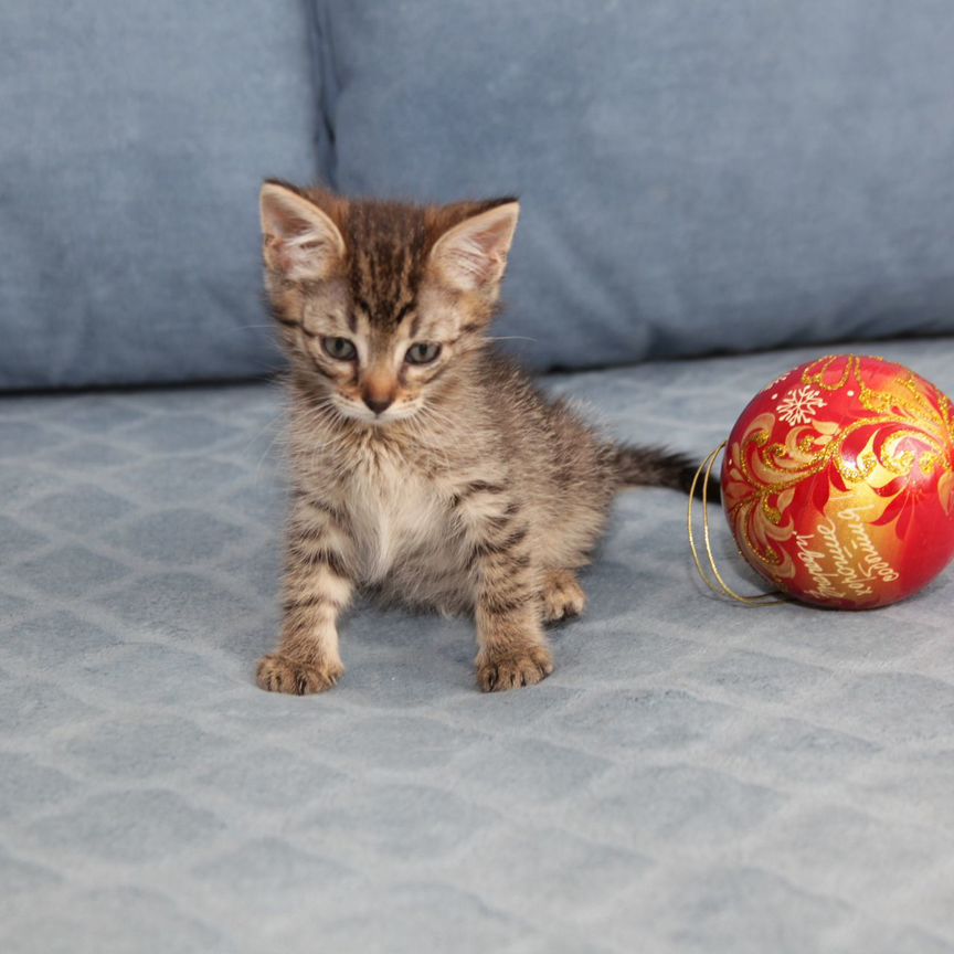 Котята полосатики девочки 1 месяц в добрые руки