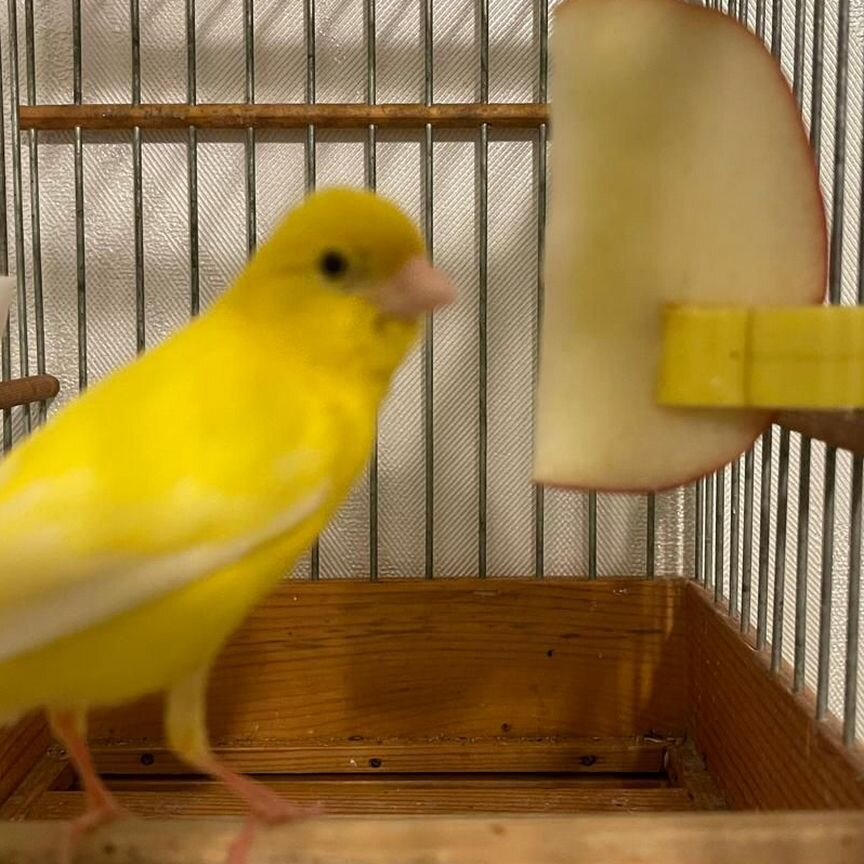 Певчие птицы,канарейка и кенар