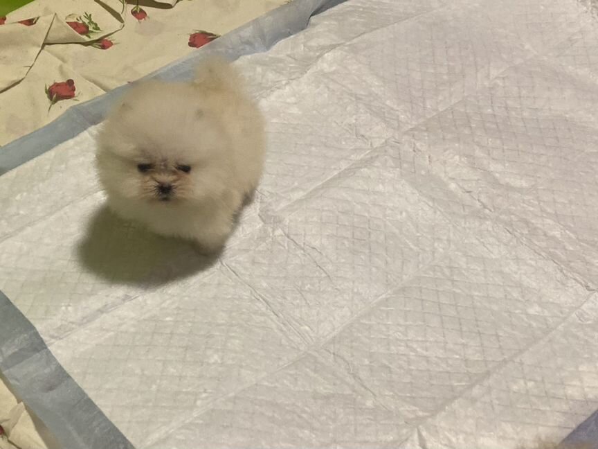 Померанский шпиц мини