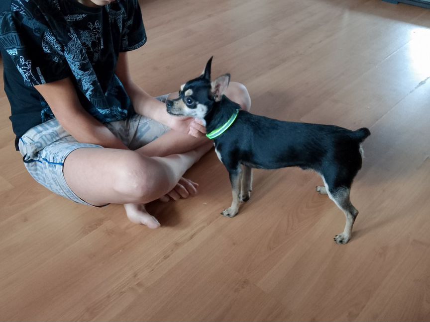 Продам мальчишку 1 год