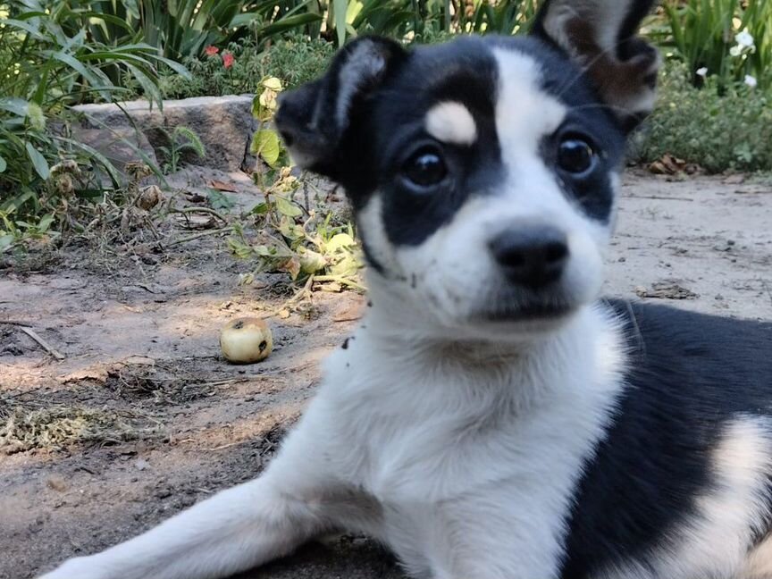 Милейшие щенки